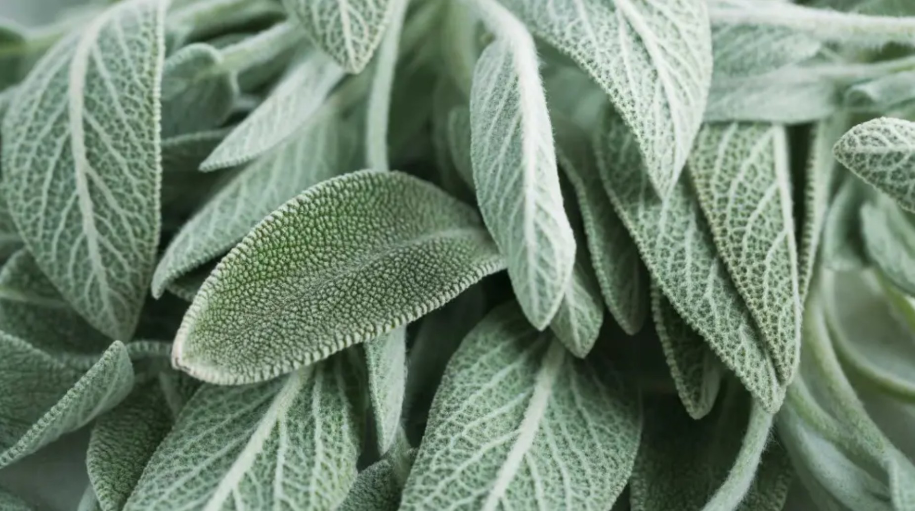 La planta que controla el azúcar en sangre y mejora la memoria y la ...