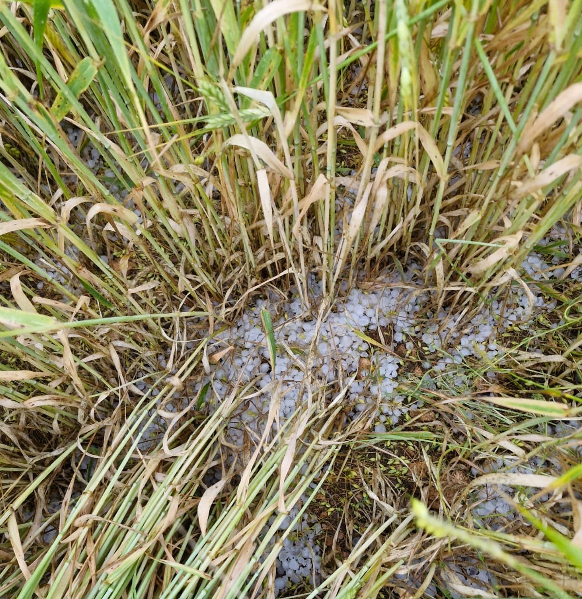 El granizo ha dañado en un mes más de 55.000 hectáreas de cultivo en Aragón