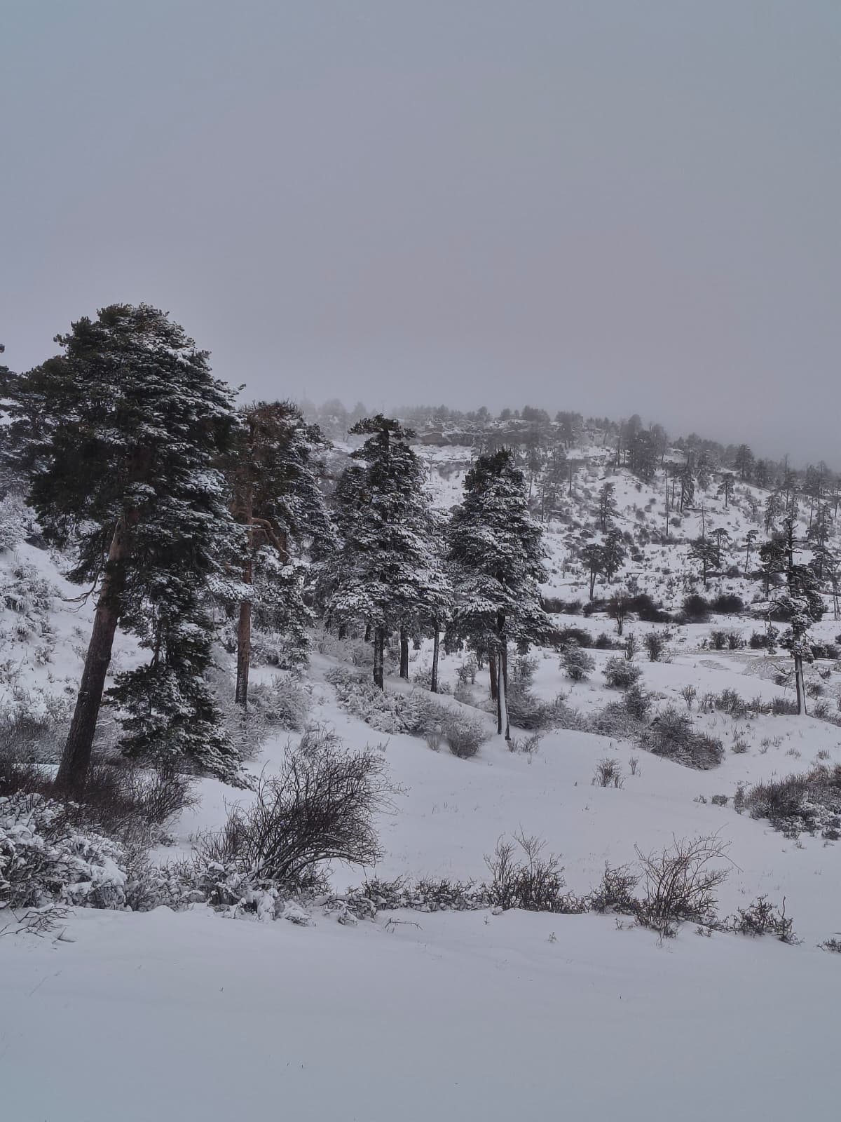 Precaución en las carreteras de la Sierra de Albarracín y Comunidad de ...